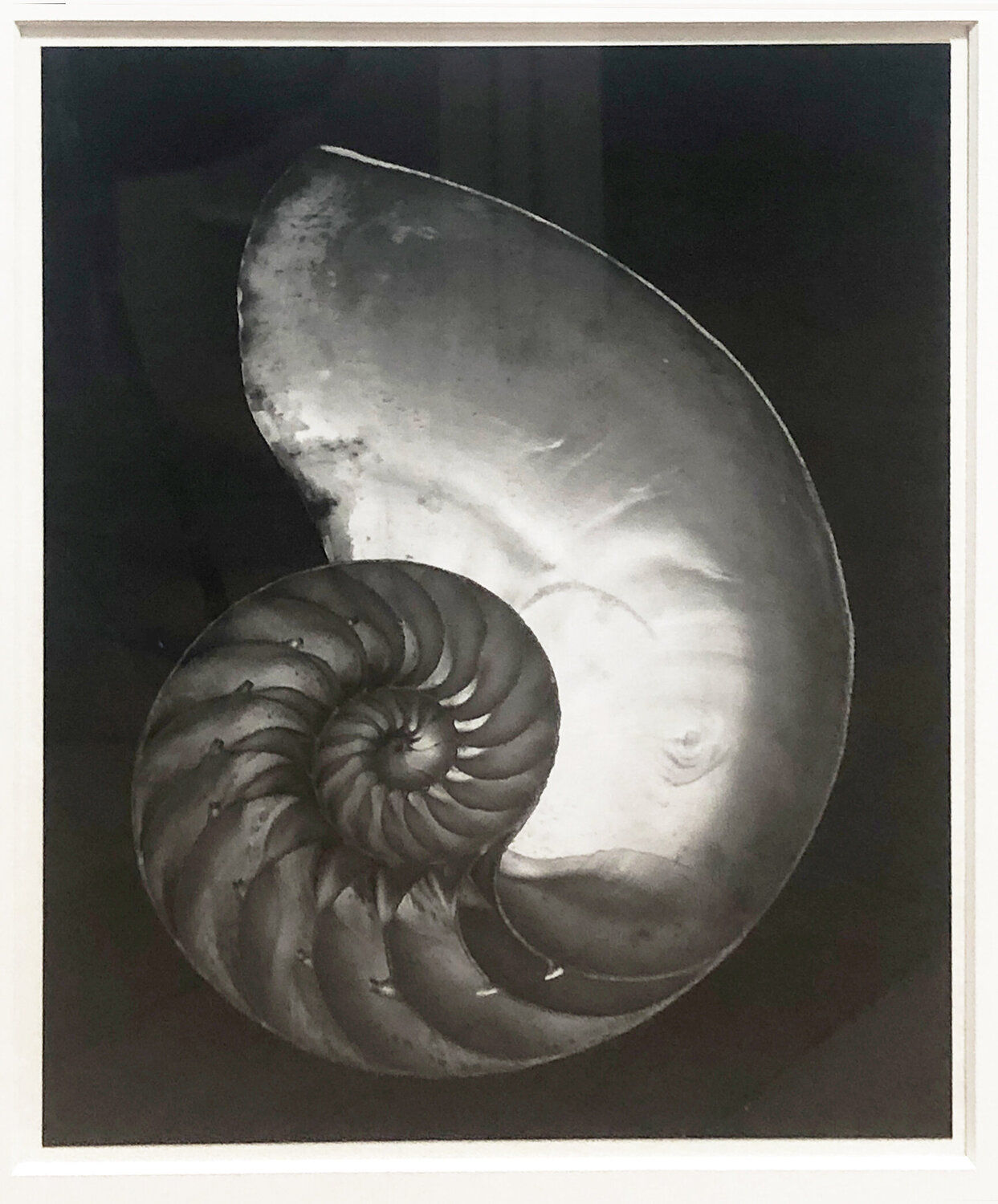 Chambered Nautilus (Shell), - printed later by Cole Weston by Edward ...