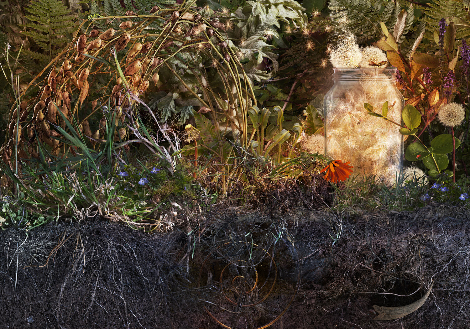 Roots and Seeds by Christine Simpson (2021) : Photography Digital ...