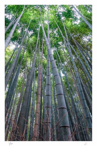 Bamboo by Amanda Ludovisi (2019) : Print Giclée print - Singulart