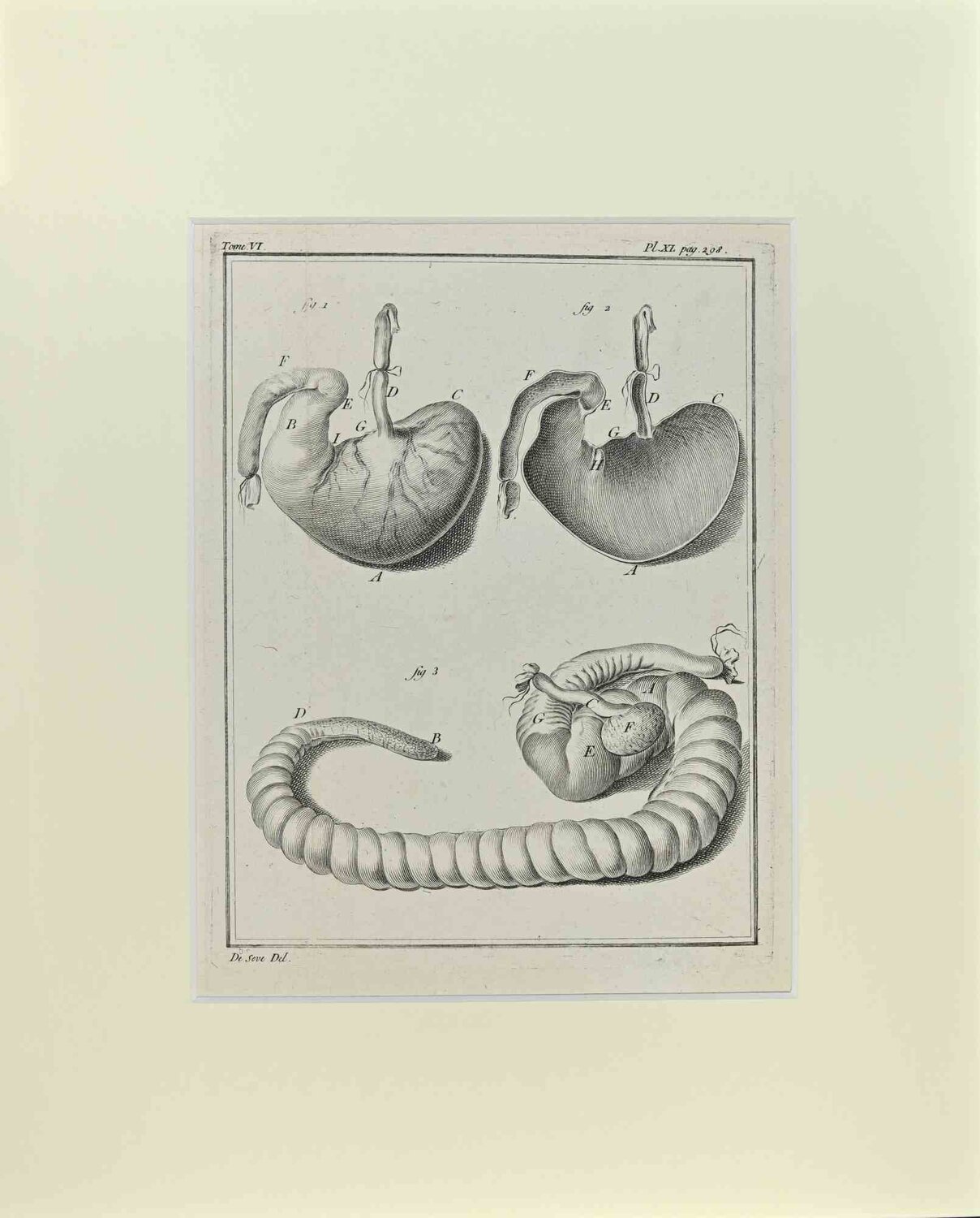 Internal Organs of Animal de Jacques de Sève (N.D): Impresión Grabado ...
