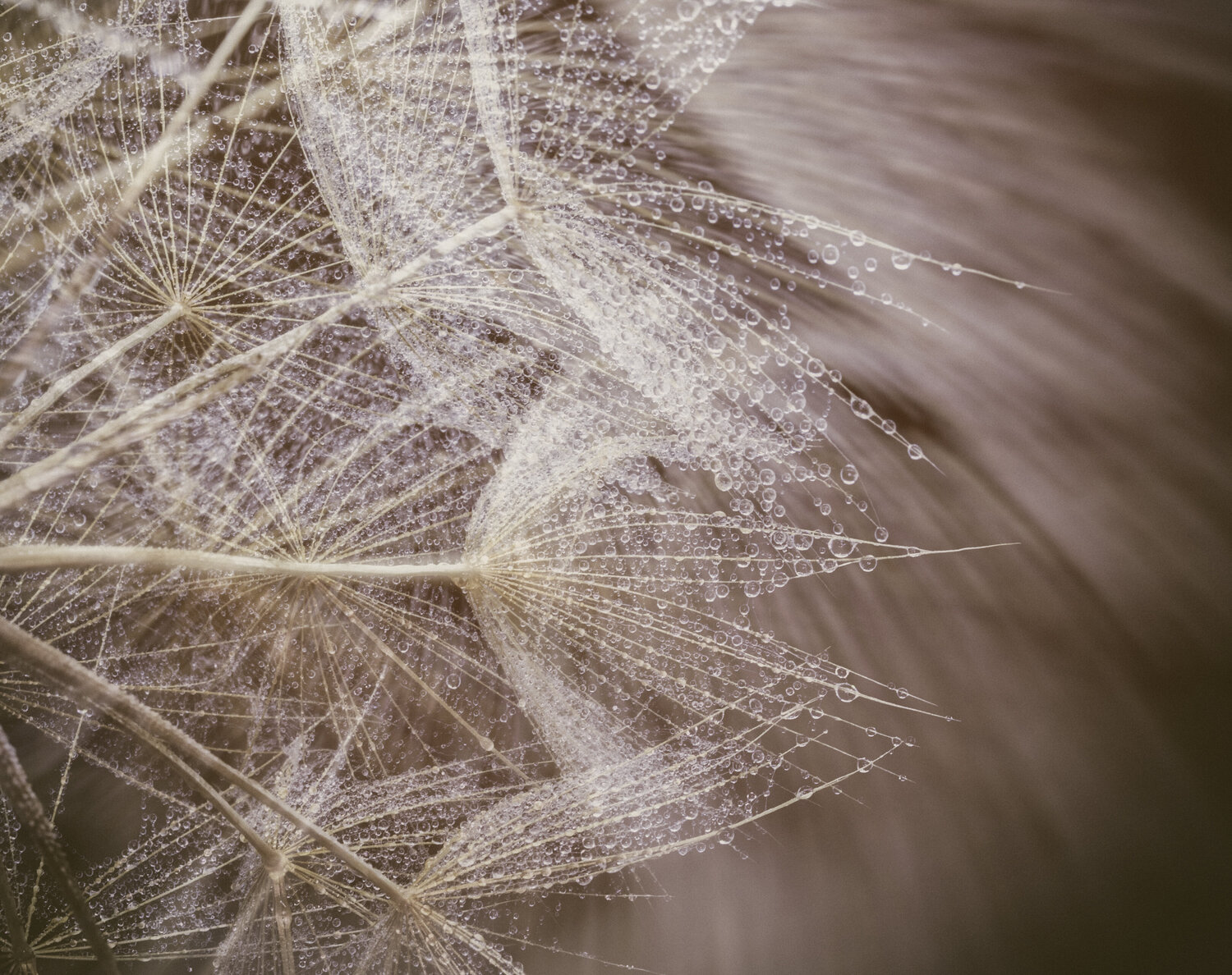 Diente de León: La Danza de la Delicadeza de Crissial (2020 ...