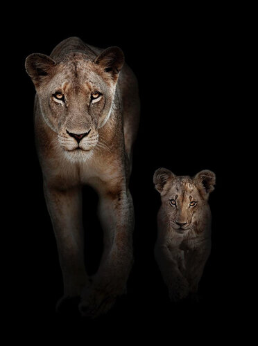 Mother and Cub (colour) by Timothy Dunn (2022) : Photography Hybrid ...