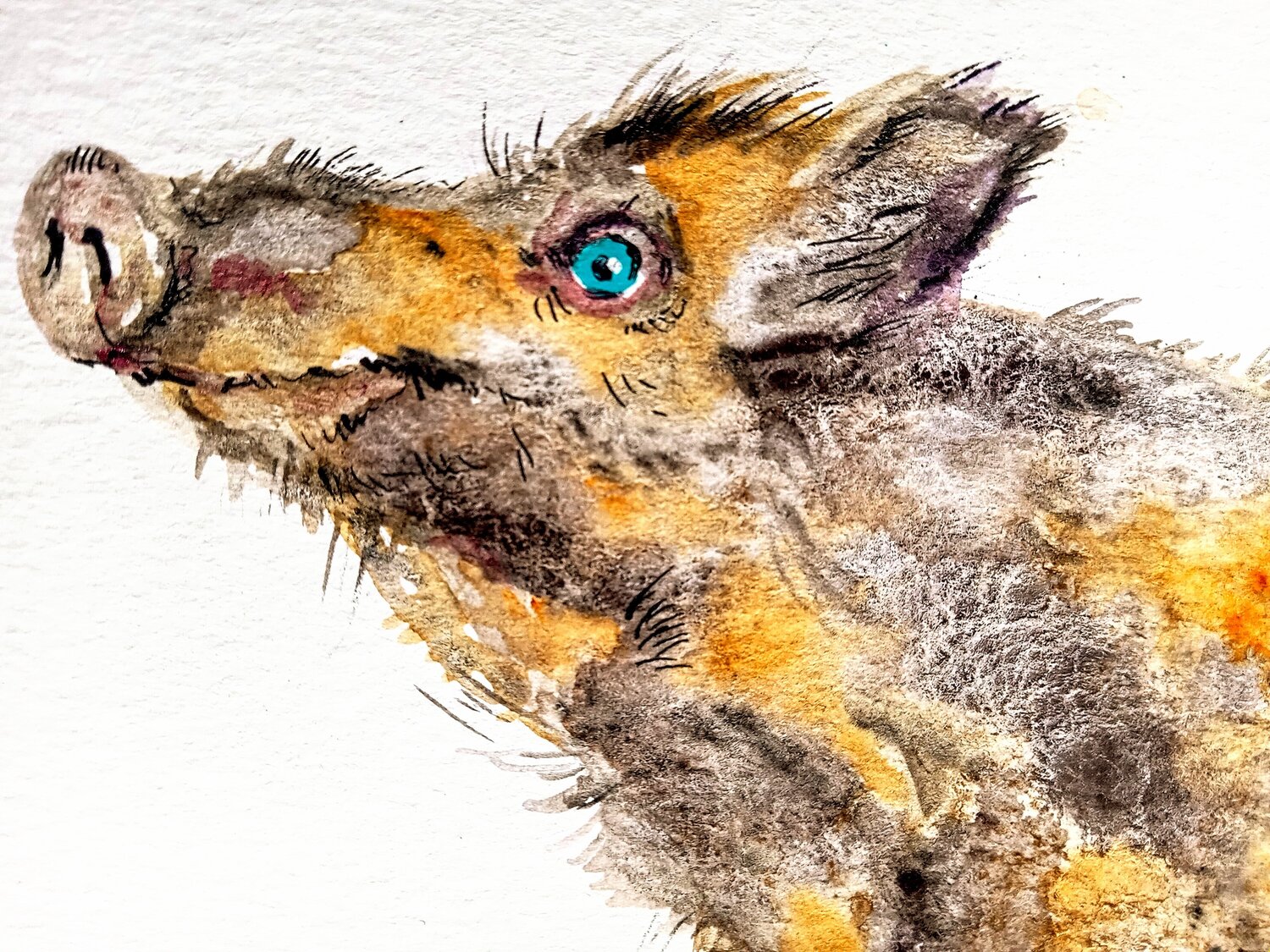 Wild boar pig art by Daniela Vasileva (2022) : Painting Watercolor on ...