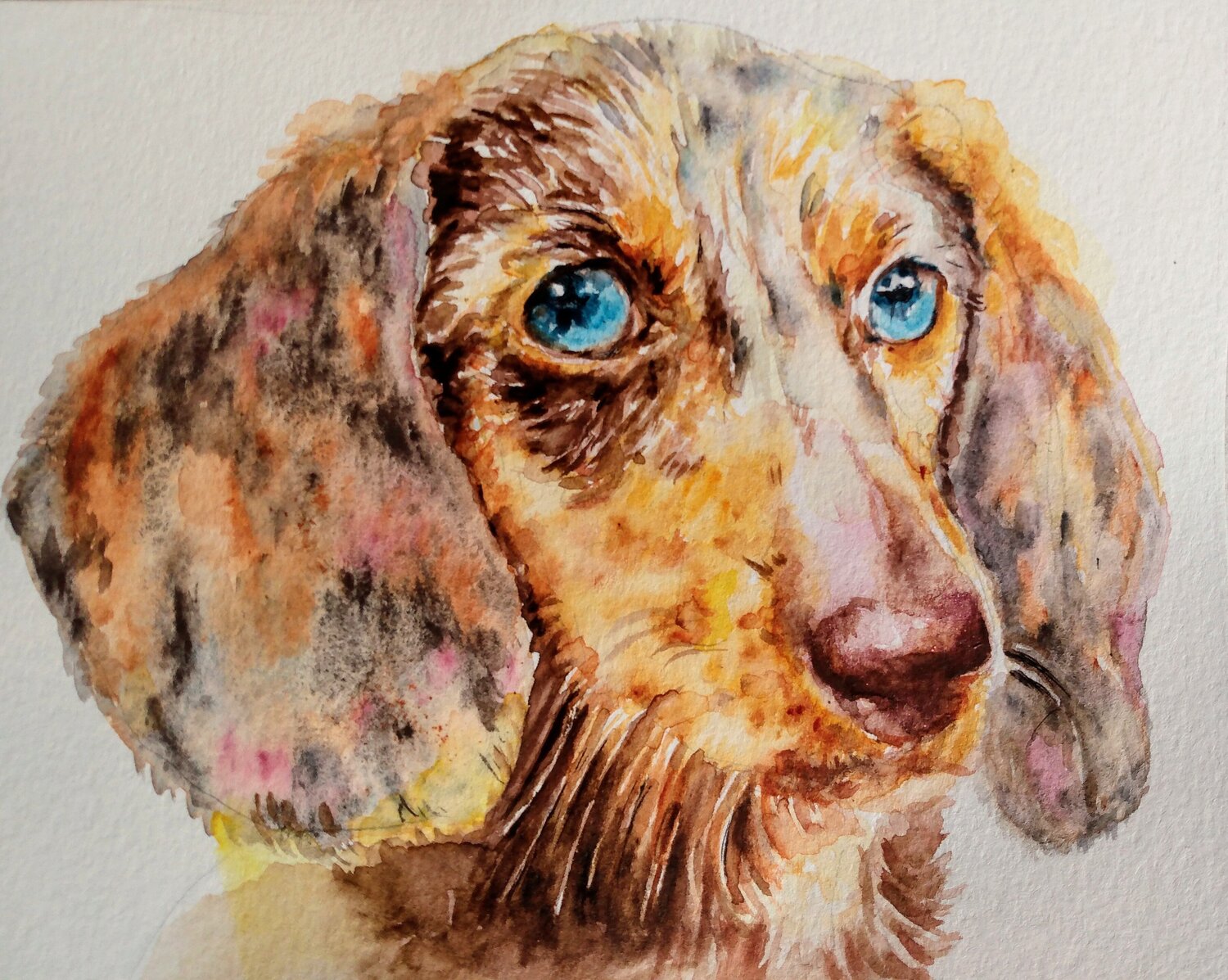 Merle Dachshund dog 11 by Daniela Vasileva (2022) : Work on Paper ...