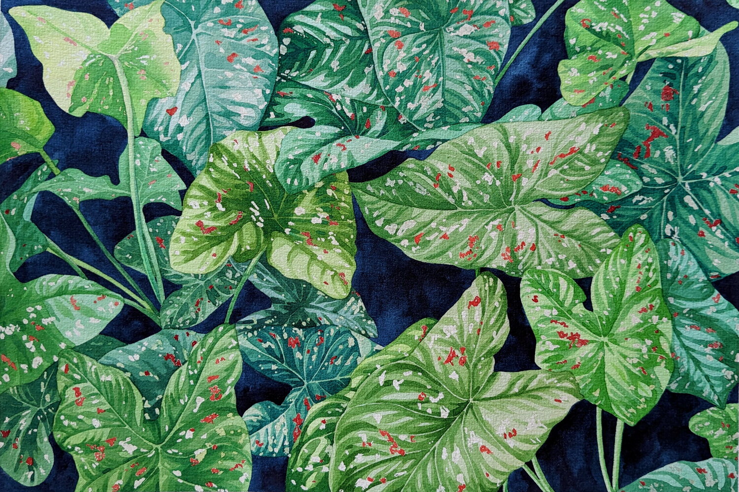 Caladium by Charlène Chagnard (2024) : Painting Watercolor on Paper ...