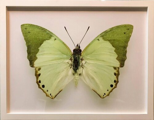 Butterfly, Modern French Framed Photograph by Elisabeth Montagnier (N.D ...