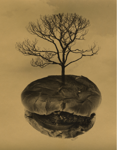 Little Golden Hamburger Tree by Jerry Uelsmann (1970) : Photography ...