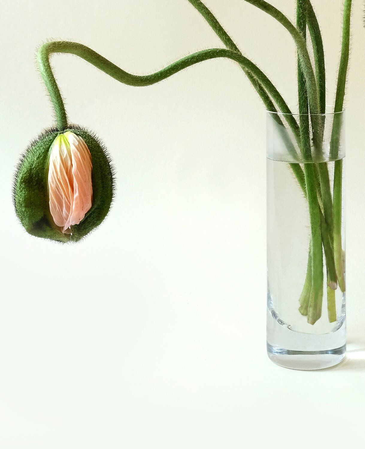 Poppy flowers von Marijon Walter (2022): Fotografie Digital auf Papier ...