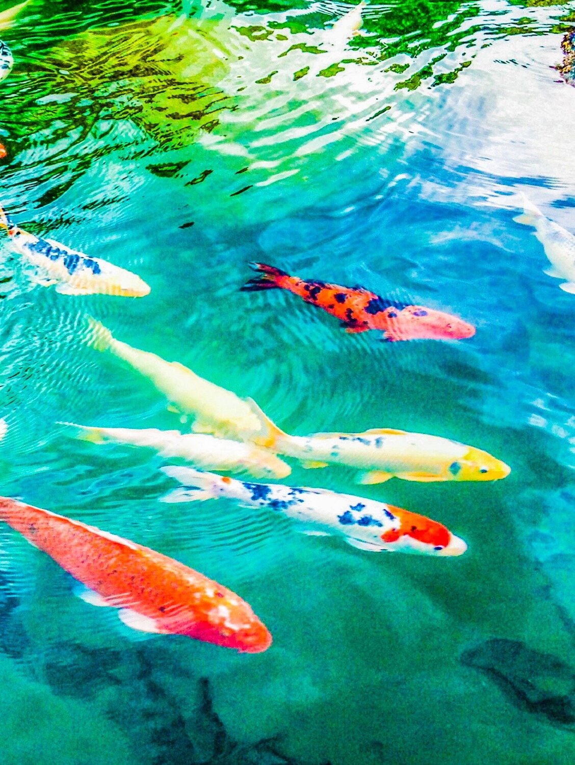 Koi 2 by Livia Prof. Dr. Küffner (2017) : Photography Analogue on Canvas - Singulart