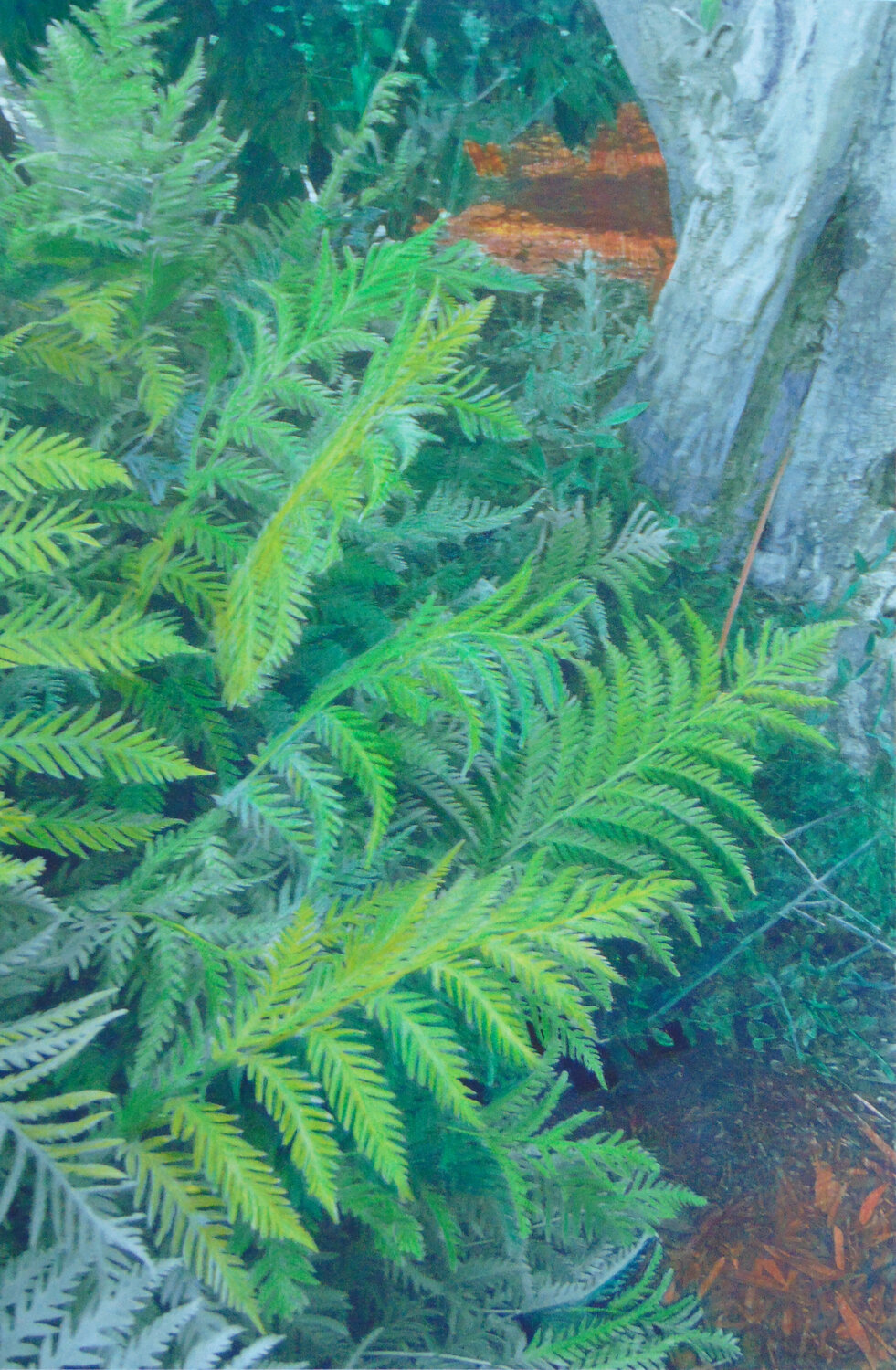 Fern by Sheila Lemons (2018) : Drawing Pencil, Colored Pencil on Paper ...