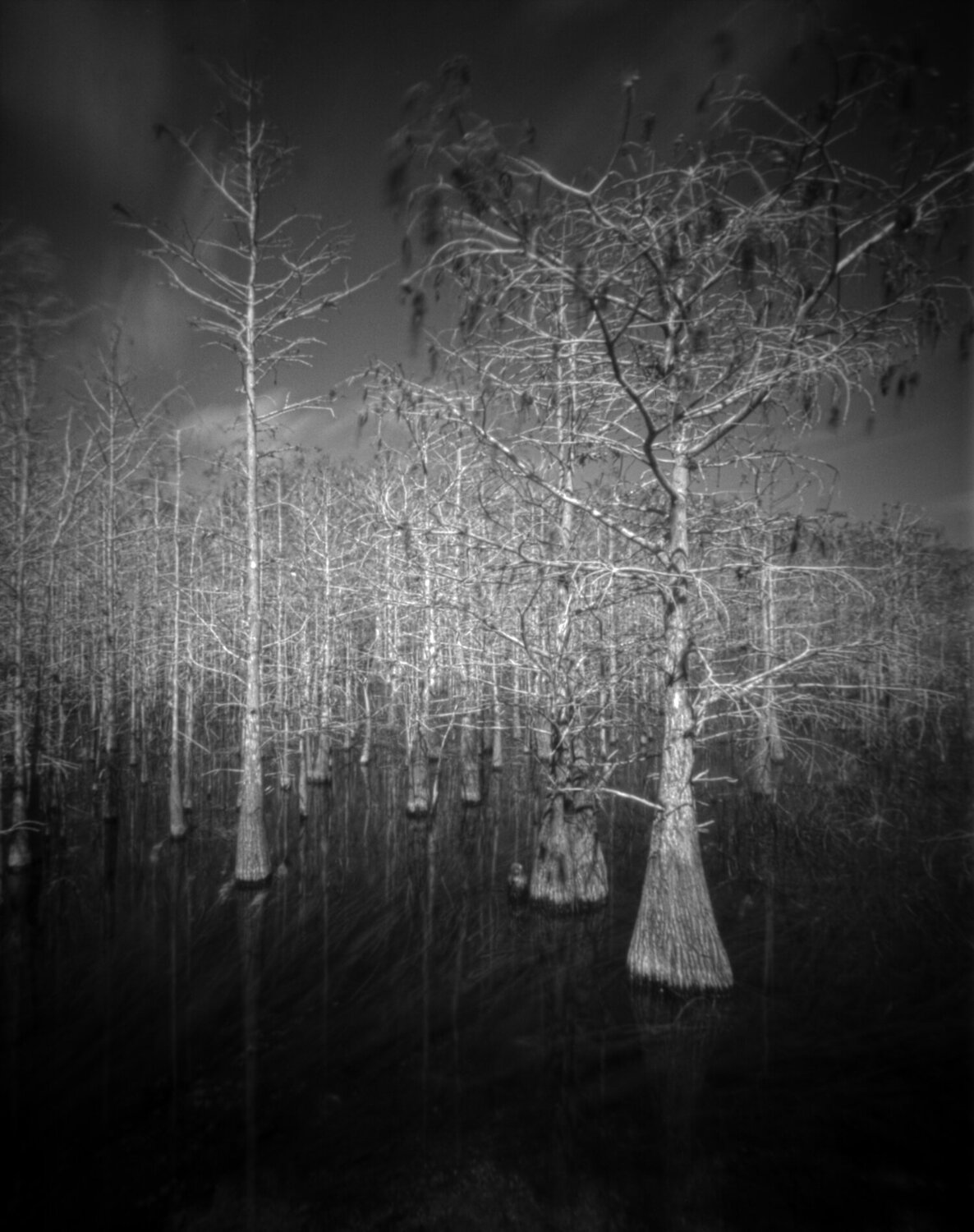 Winter Cypress Swamp von Rudy Umans (2025): Fotografie Analog, Hybrid ...