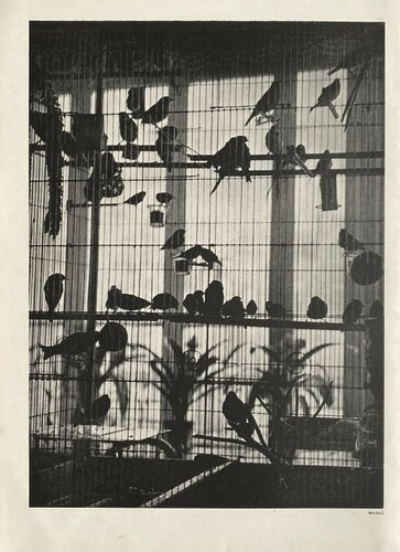 Henri Matisse's aviary by Brassaï de VERVE Revue (1937) : Impression ...
