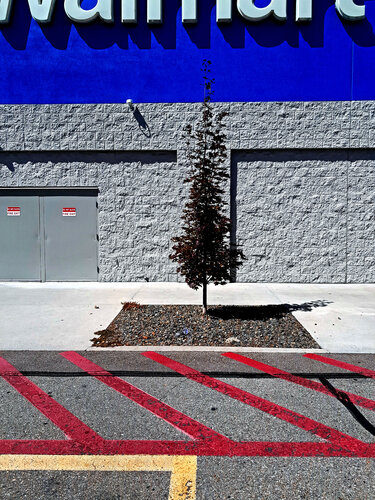 The Walmart Tree by John Brooks (2023) : Photography Digital on Paper ...