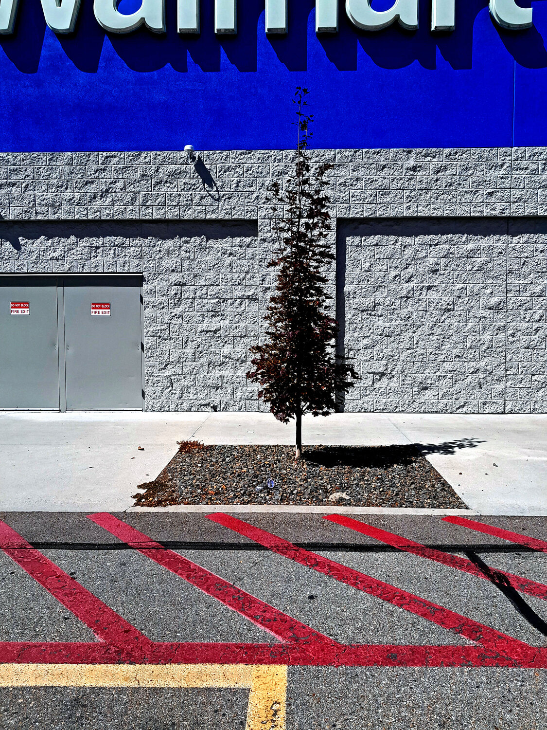 The Walmart Tree by John Brooks (2023) : Photography Digital on Paper ...