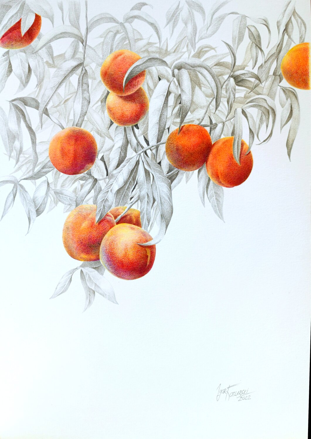peach by igor kotlarski (2022) : Drawing Colored Pencil on Paper ...