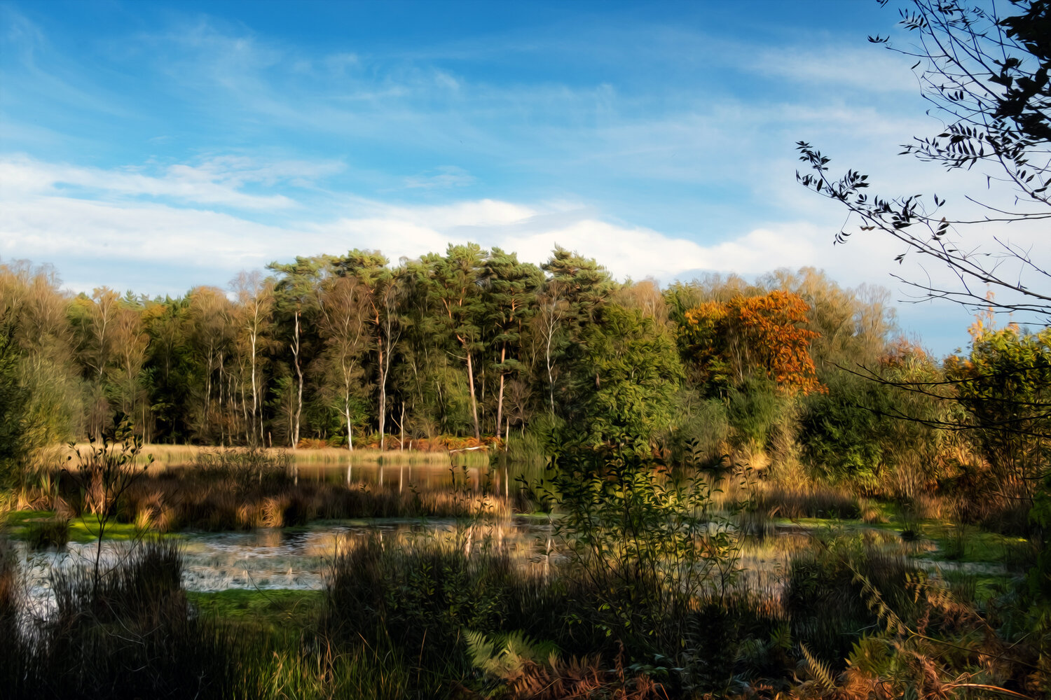 LE BOIS DE BAUDOUR EN AUTOMNE 005 de JEAN-LUC WASMES (2024 ...
