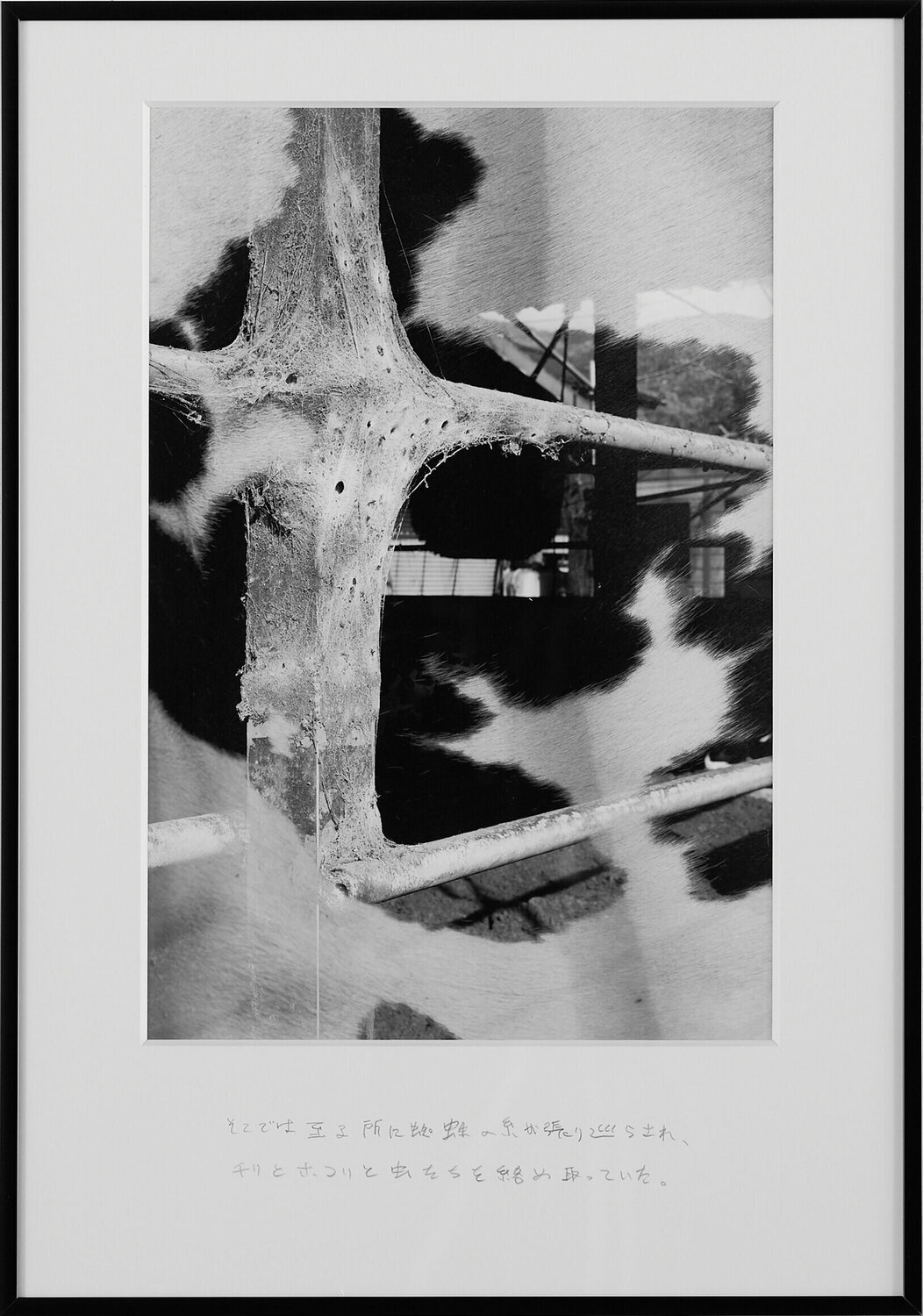 Spiderwebs Stretched Everywhere, Trapping Dust, Debris, and Insects. 1/ ...