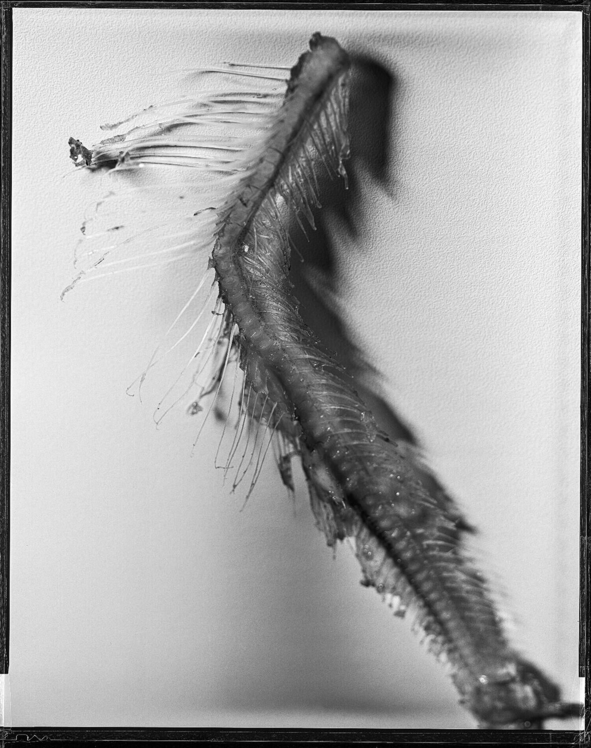 Espinazo de Pescado by Miguel Etchepare (2006) : Photography Other ...