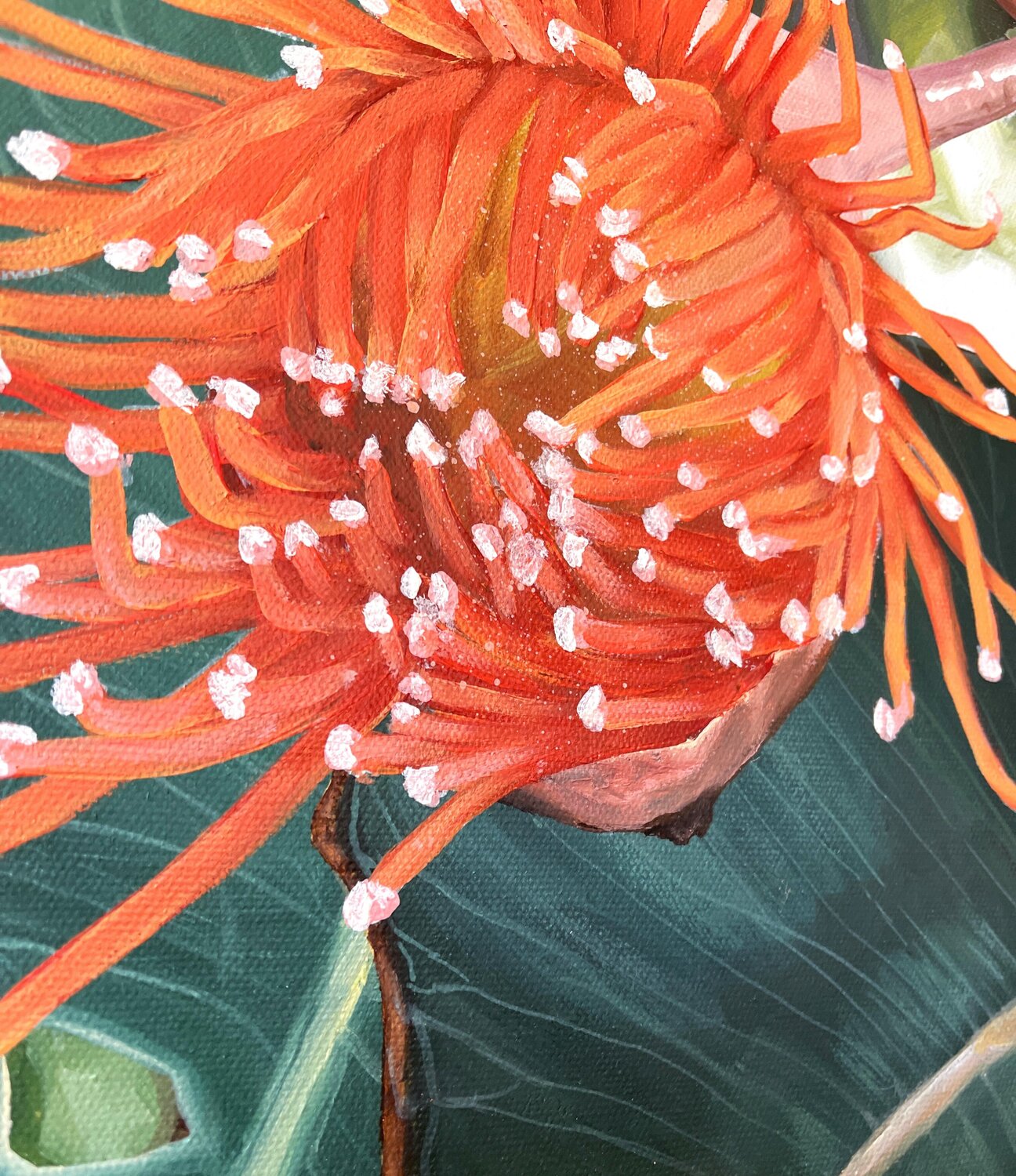 A Lifetime Sunshine -Flowering Gum - Corymbia Ficifolia - By HSIN LIN ...
