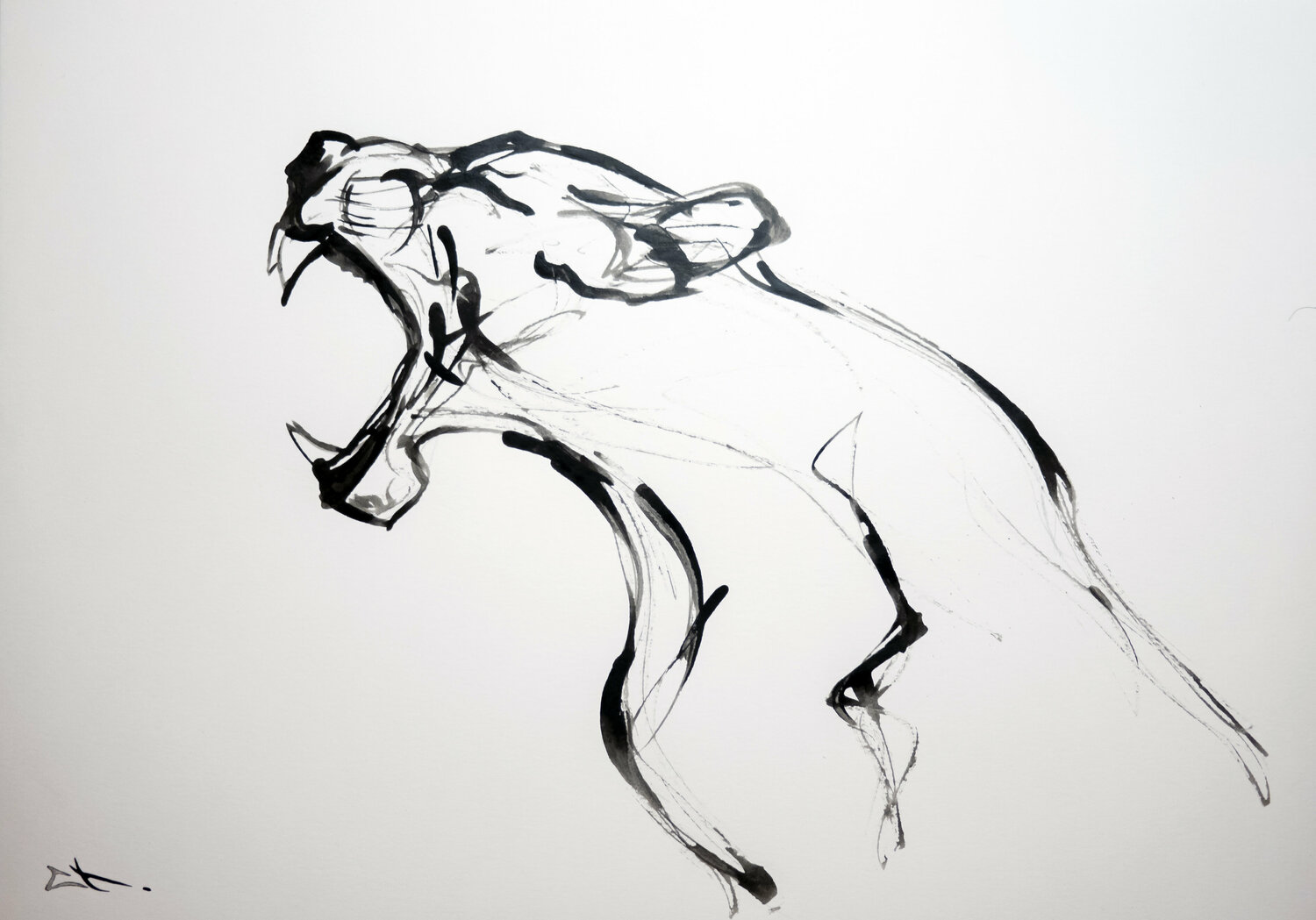 Lioness Roaring Drawing