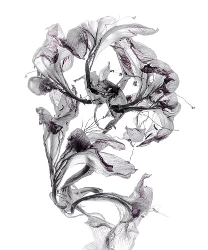 Calligraphy, 27 de Yuri Brodsky (2016): Fotografía Digital en Papel ...