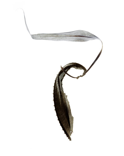 Calligraphy, 27 de Yuri Brodsky (2016): Fotografía Digital en Papel ...