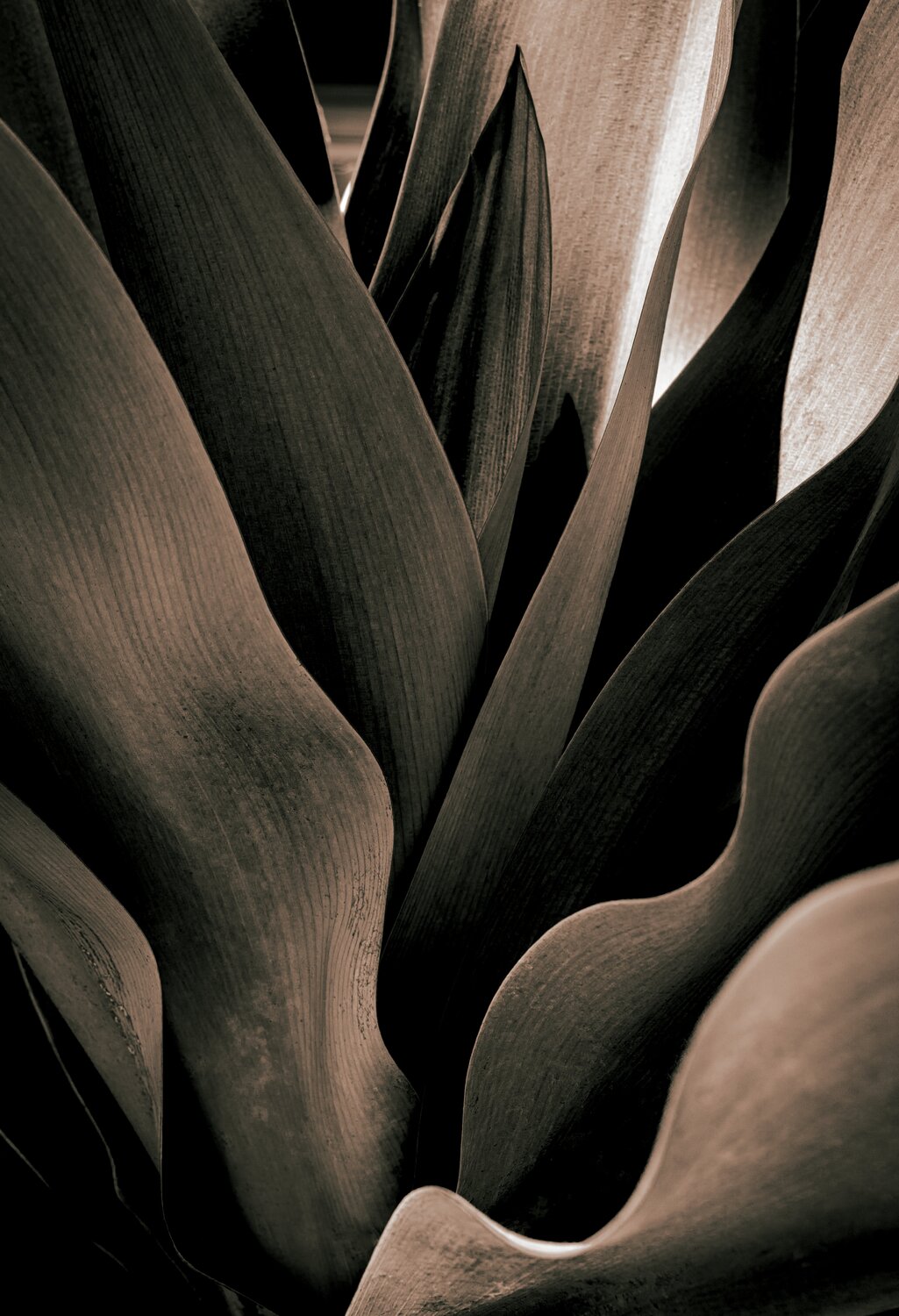 Tropic Flames by Brandon LeValley (2019) : Photography Digital on Paper ...