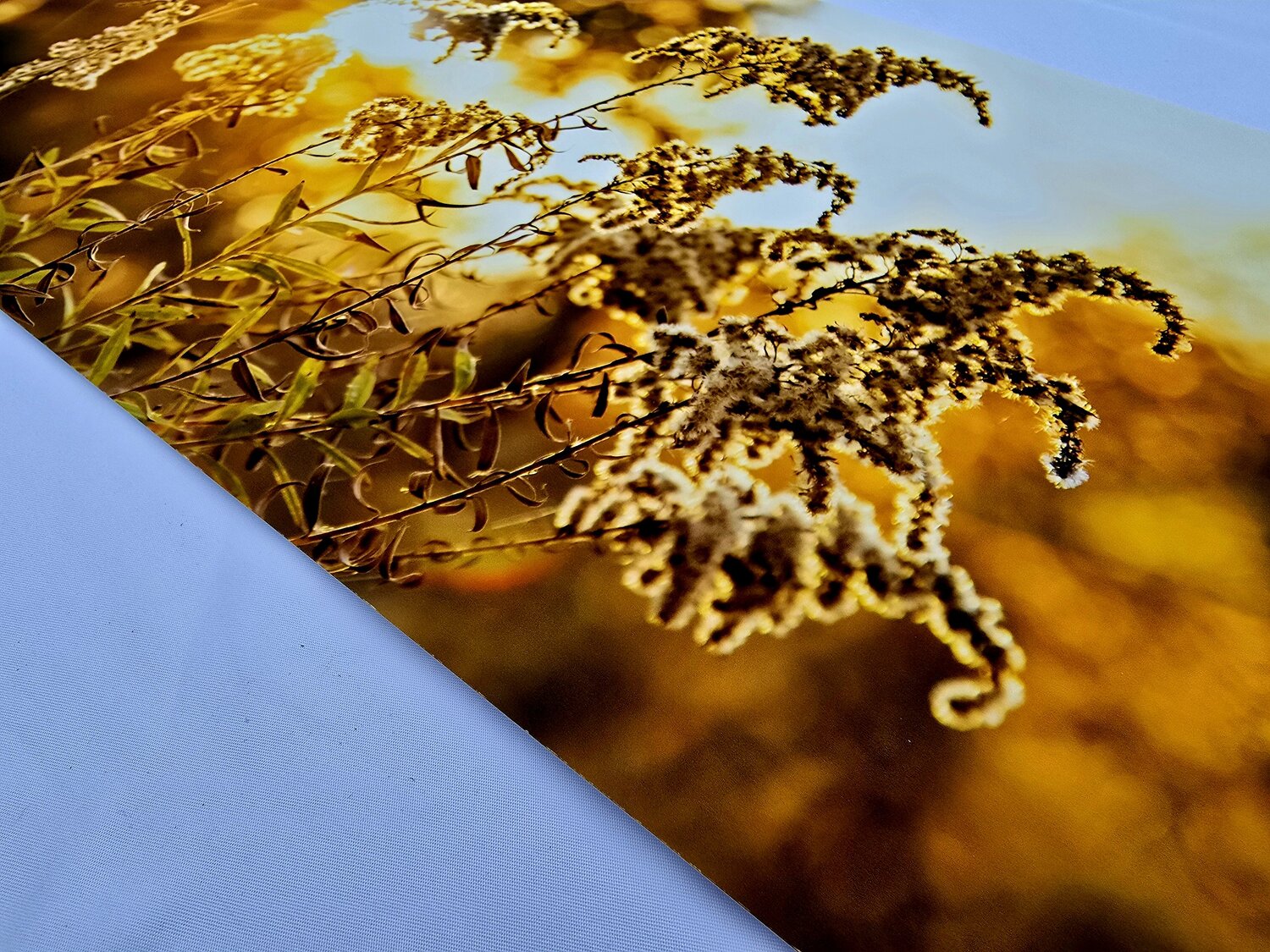 Golden Autumn by Heather Hollis (2024) : Photography Digital on ...