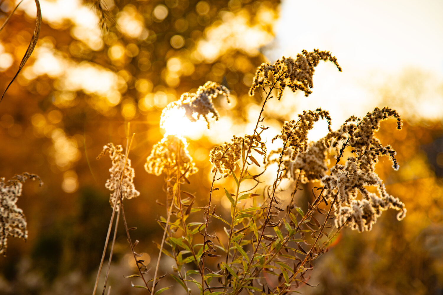 Golden Autumn by Heather Hollis (2024) : Photography Digital on ...
