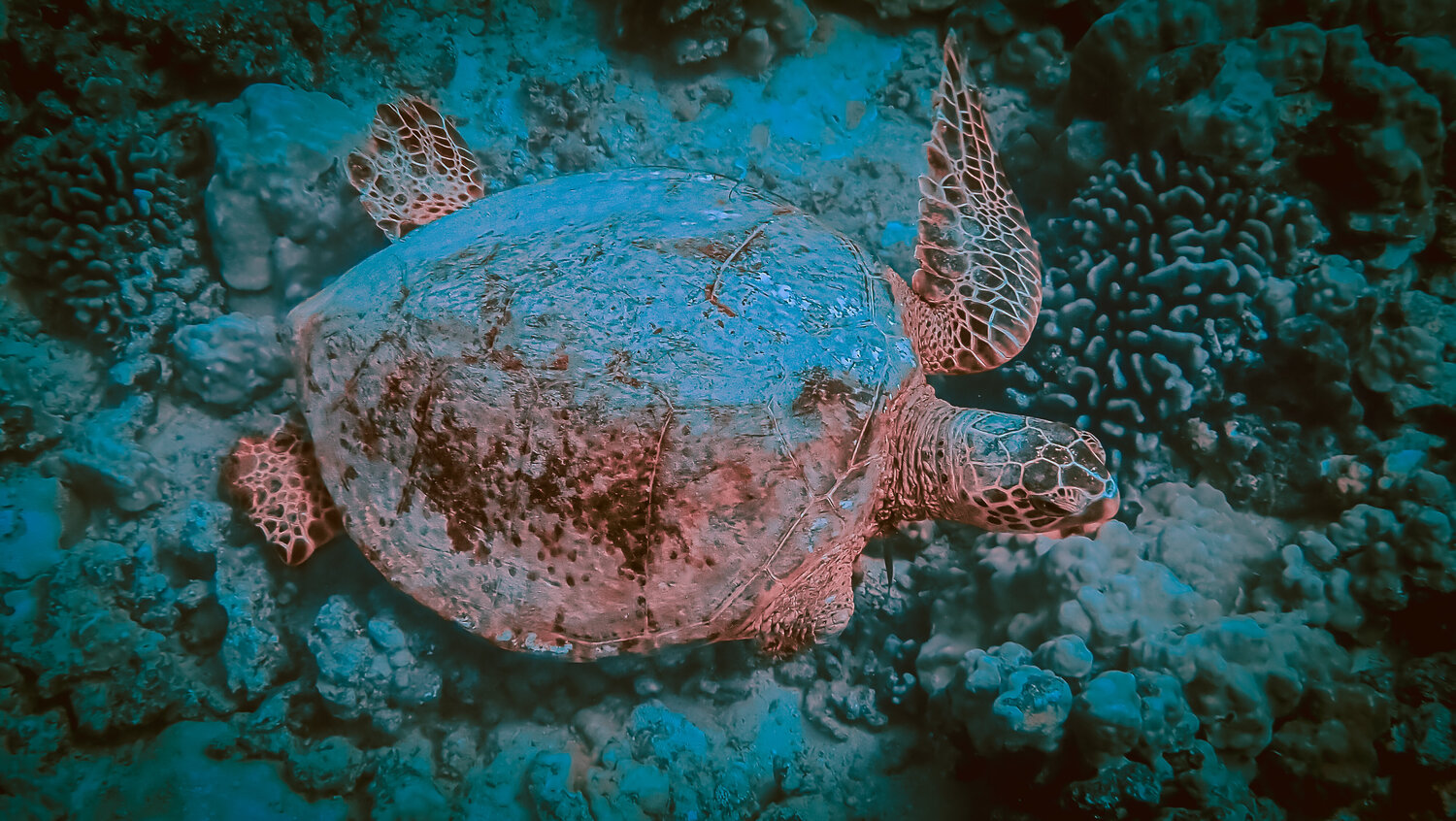 The Name Is Crush by Heather Hollis (2024) : Photography Digital on ...