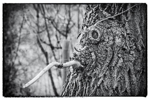 Lange Nase der Baumrinde de Walter Adler (2024) : Photographie Digital sur Papier - Singulart