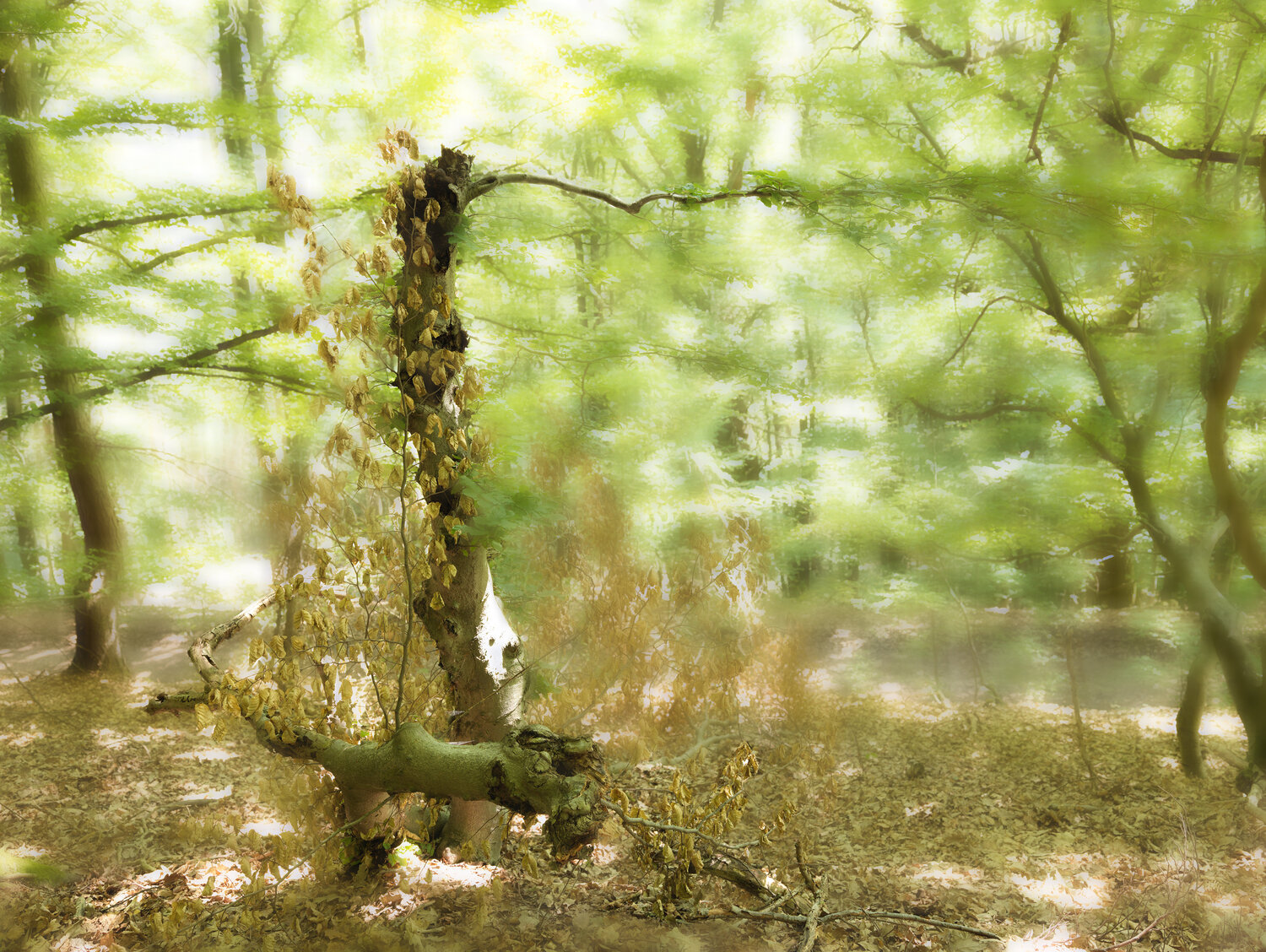 Der Ast de Walter Adler (2021): Fotografía Híbrido en Madera - Singulart