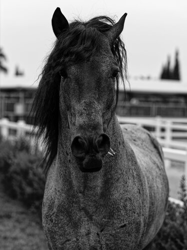 Cheval Barbe Maroc 11 by Pierre Piton (2025) : Photography Digital on ...