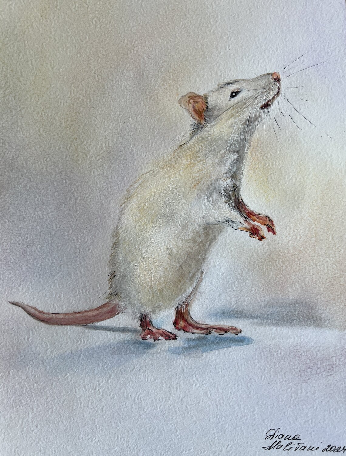 Georges le Raton by Diana Malivani (2024) : Drawing Pastel, Pencil on ...