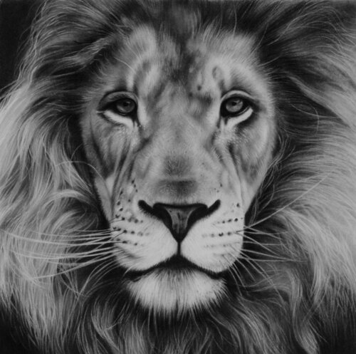 ANIMALI SELVAGGI - Il leone by Alessandra Pagliuca (2022) : Drawing ...