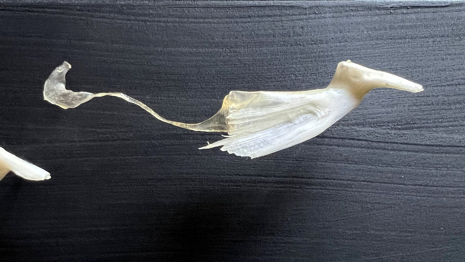 passing through by Pia Post (2023) : Sculpture Wood, Bone - Singulart