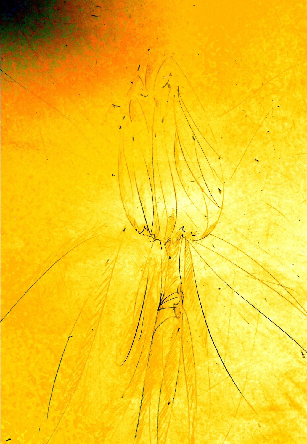 Tulip Study. de Roger Eycott (2022) : Dessin Crayon sur Papier - Singulart