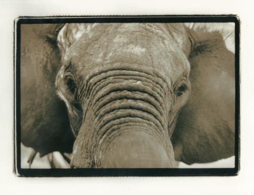 Queen of the Elephants by Stephen Wayda (1994) : Photography Analogue ...