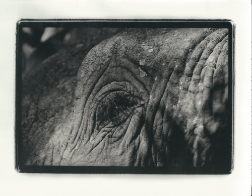 Elephant Eye de Stephen Wayda (1994) : Photographie Argentique sur ...