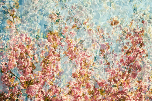 Jardin des Tuileries III de Saima Altunkaya (2019) : Photographie ...