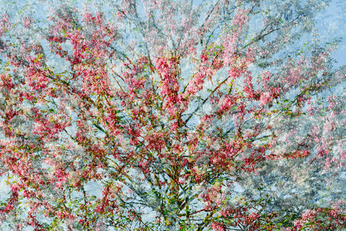 Akitu II de Saima Altunkaya (2019): Fotografía Digital en Papel - Singulart