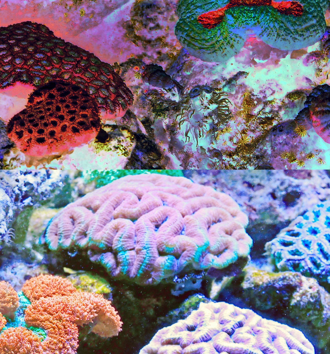 les contraires sont vrais (opposite are true) - flore sous marine 3/12 ...