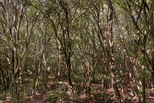 La all-over de Jackson Pollock de Nicolas Lespagnol (2019): Fotografía ...