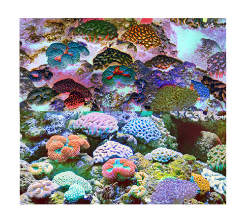 les contraires sont vrais (opposite are true) - flore sous marine 1/12 ...