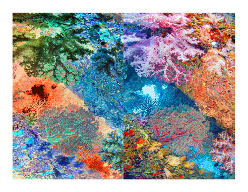 les contraires sont vrais (opposite are true) - flore sous marine 3/30 ...