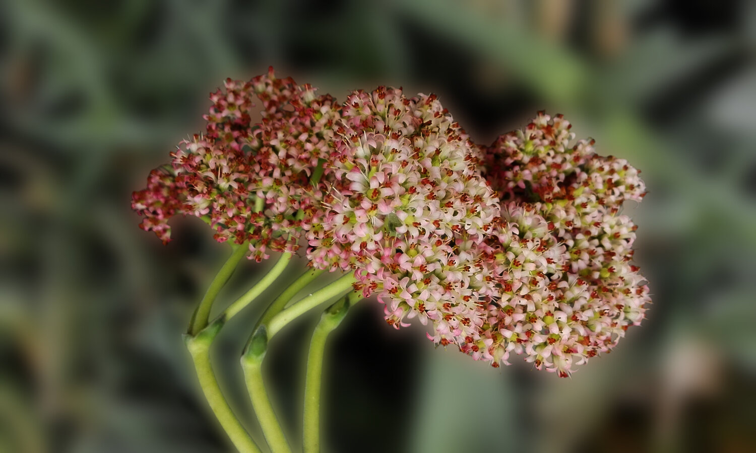 Ensemble vivant de Eric Koninckx (2022) : Photographie Digital sur Métal - Singulart