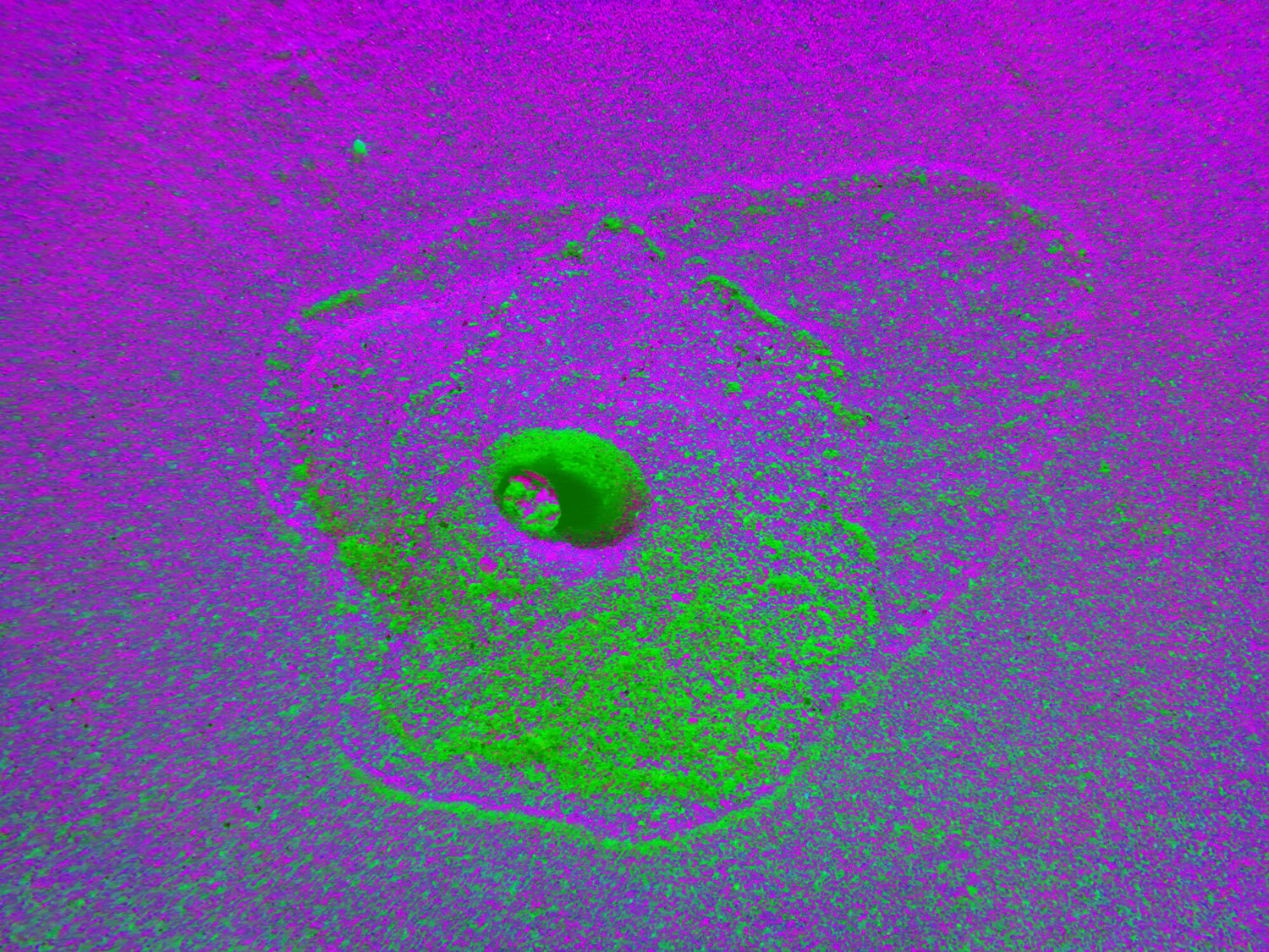 ALIEN PLANET ON EARTH, violet-green, 130 X 174 CM by Tjaša Iris (2023 ...