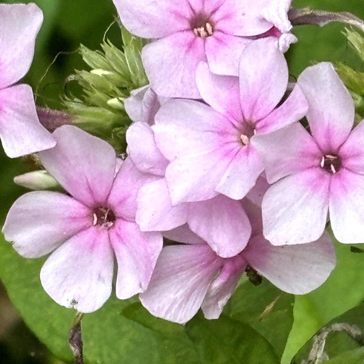 Garden de Amanda Harris (2025): Fotografía Digital en Cartón - Singulart