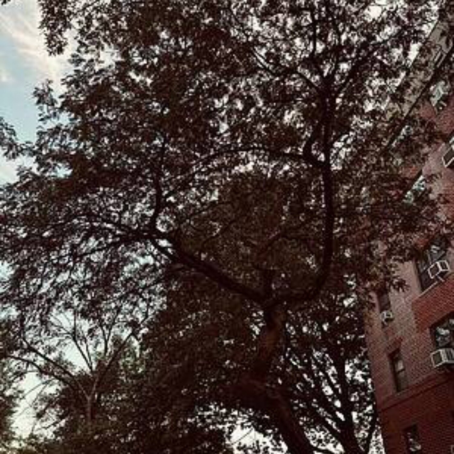 Tree in Flushing by Amanda Harris (2025) : Photography Digital on ...