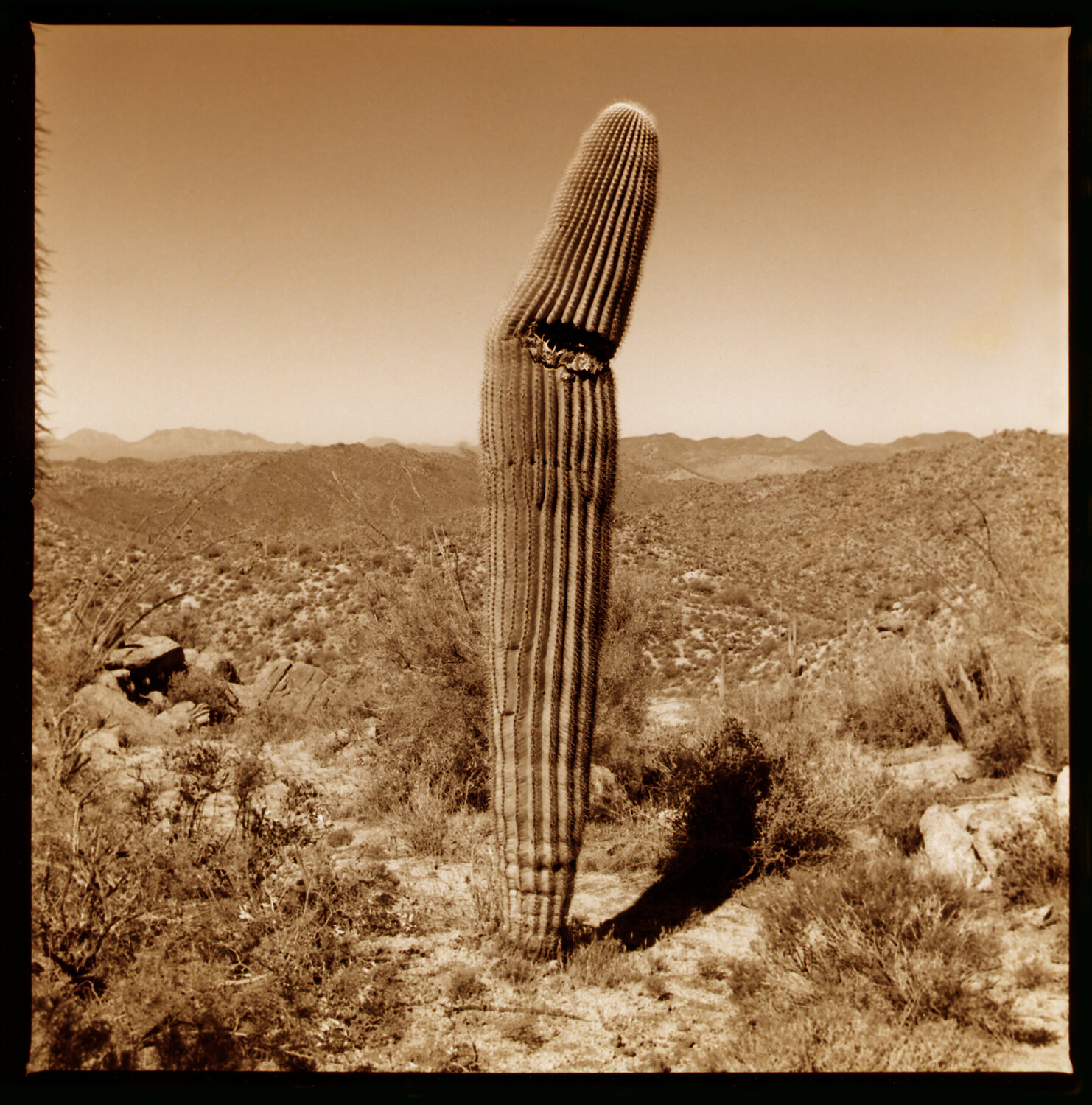 #29-4 Giant Saguaro, New Mexico von Nicholas Walster (1992): Fotografie ...